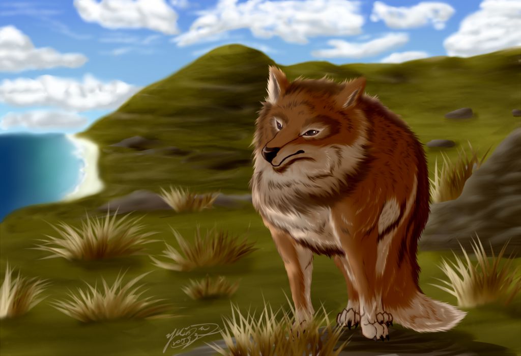 Falkland Islands wolf by yu_wolf - WildDream Art